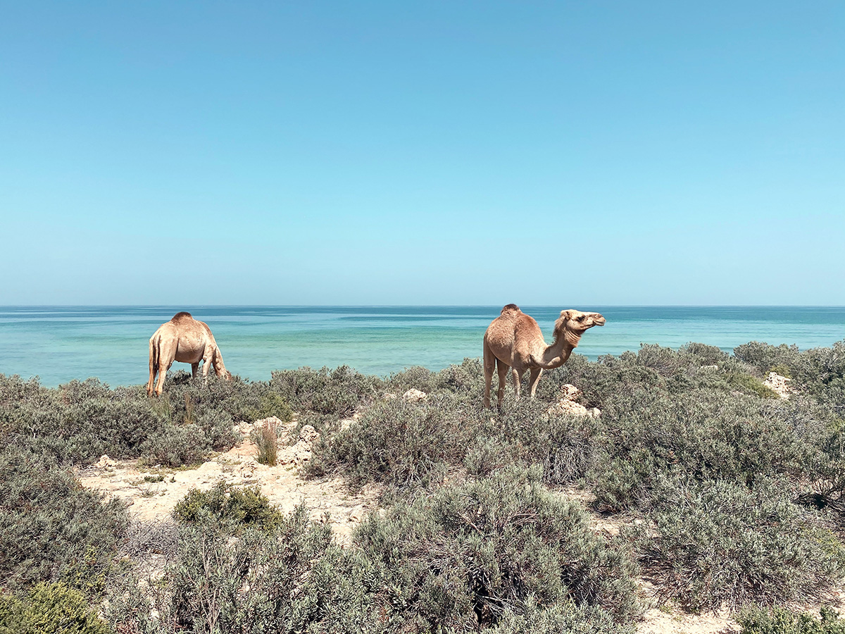 Desert Calm – Eldorado experience